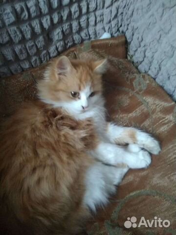 Кошка