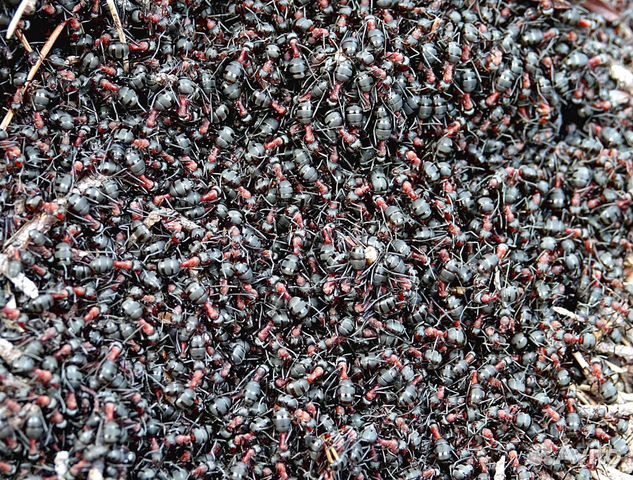 Муравьиная семья около 8000 шт муравьев