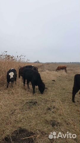 Телята Абердин-ангус
