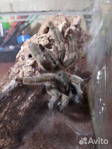 Паук птицеед самка