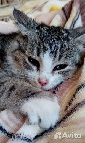 Малышка Ника, 2,5 мес., в дар