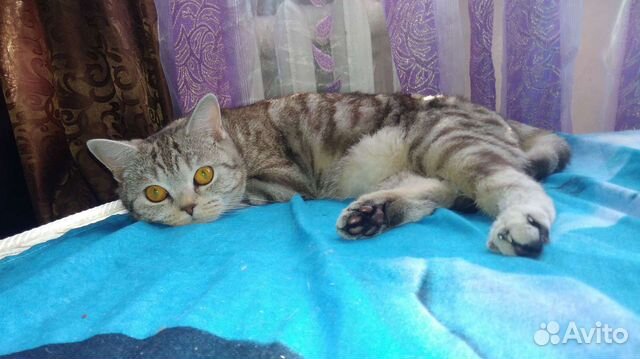 Ищем котика, вязка