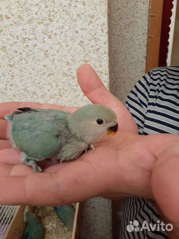 Попугайчики