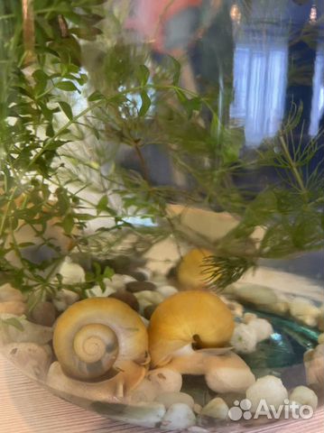 Отдам улиток ампулярии 5 шт