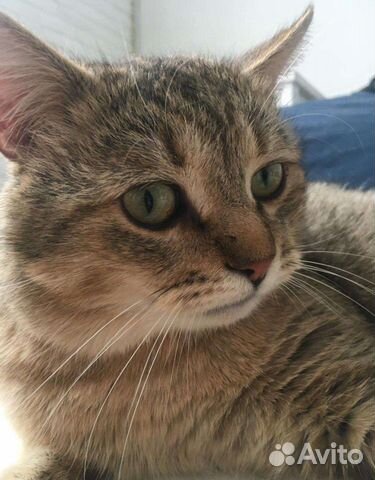 Кот фенотип британца в дар