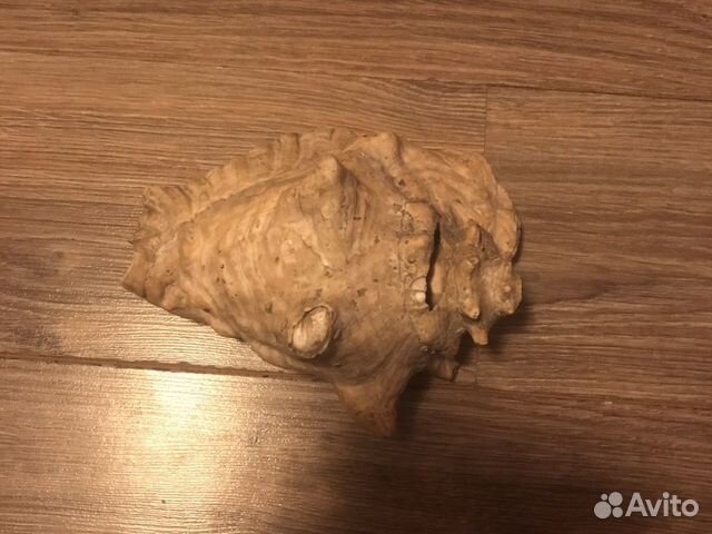 Ракушка