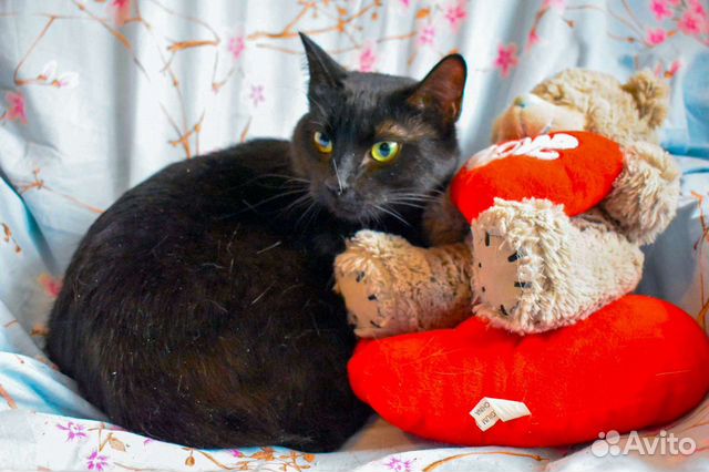 Молодой кот Черныш кастрат в добрые руки