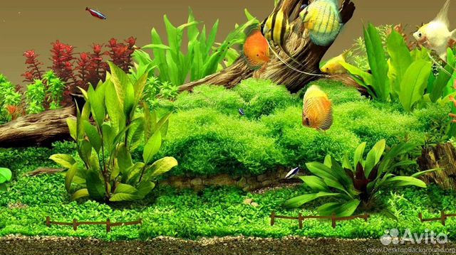 Аквариумные рыбы оптом