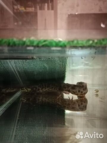 Отдам тритона