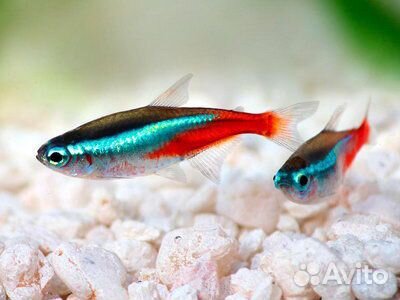 Лабео биколор, вьюновая, неоновые и другие