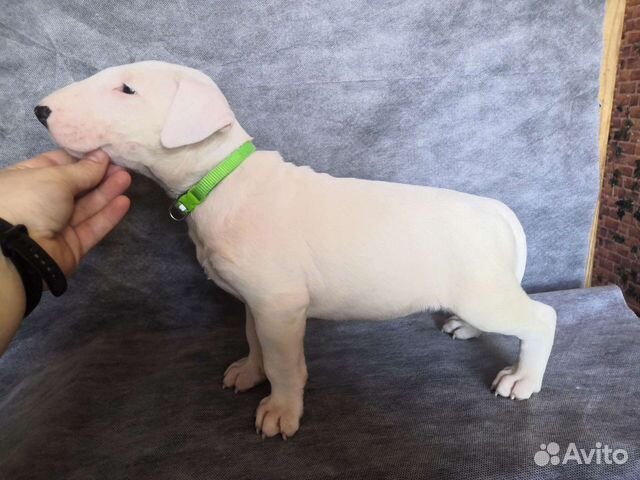 Бультерьер