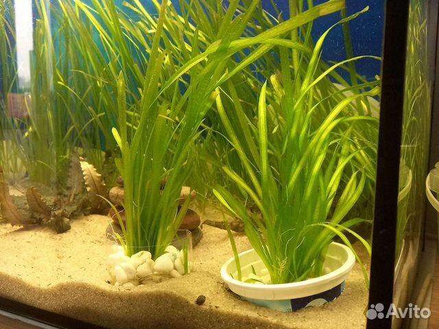 Валиснерия, прополка для аквариума