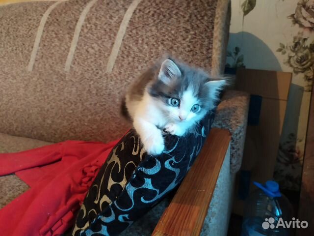 Продам милого котенка