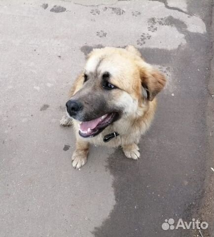 Щенок подросток по имени Рыжий ищет дом. Парень на