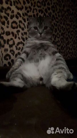 Шотландский кот вязка