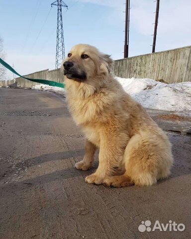Собака Ричи