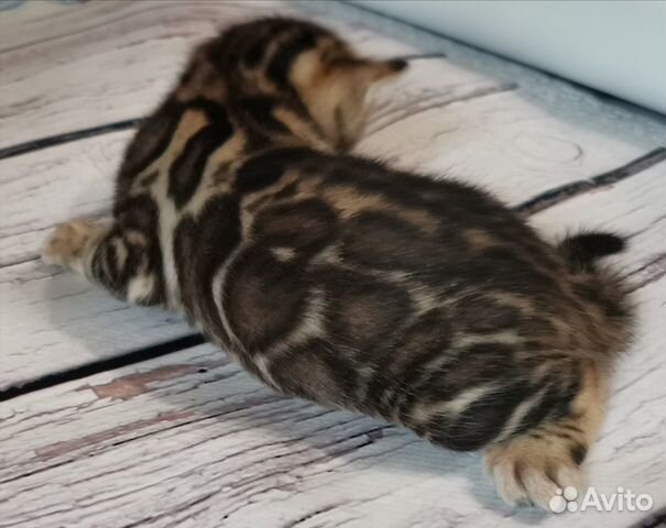 Мальчик шоу в разведение