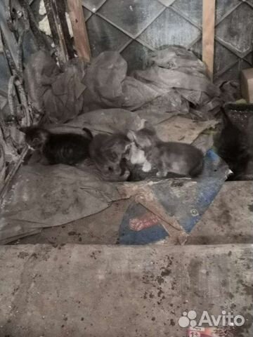 Котята малыши в грязнючем подъезде