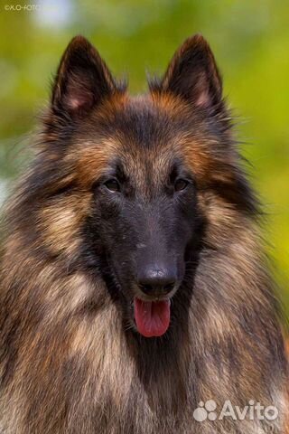 Бельгийская овчарка