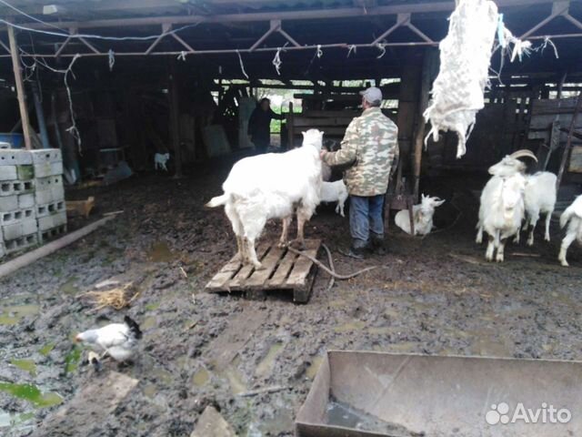 Зааненская коза