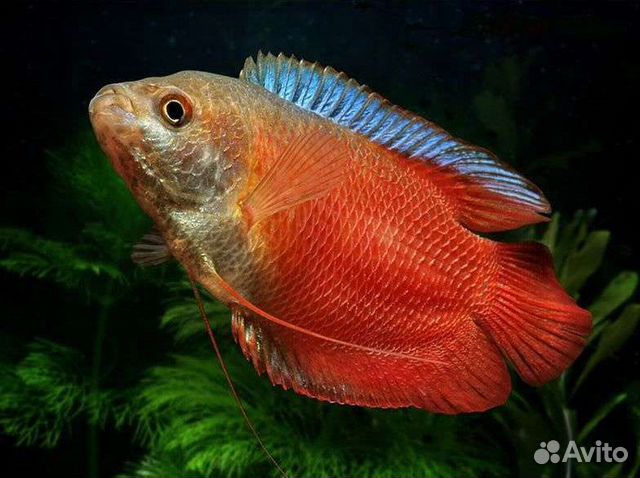 Лялиус неоновый и красный (пары)