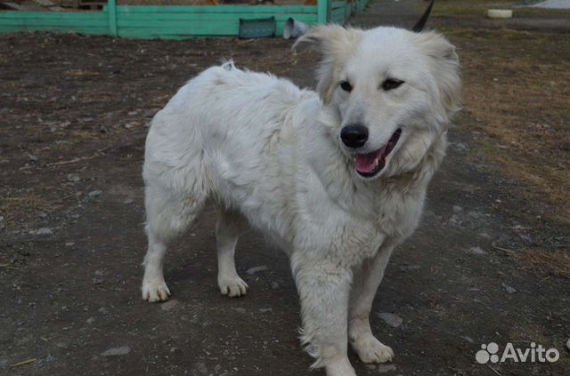 Белянка в поисках дома