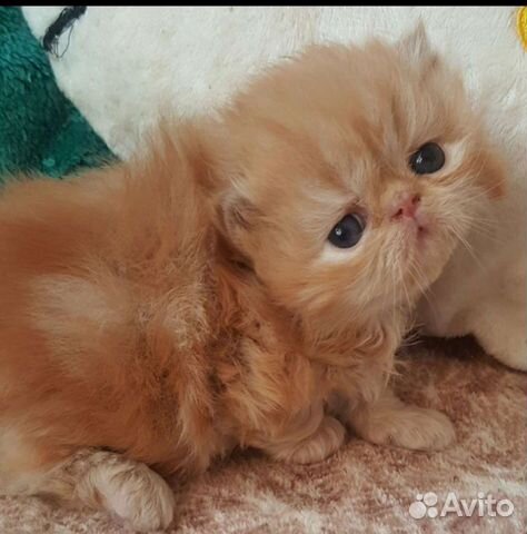 Продаю котят