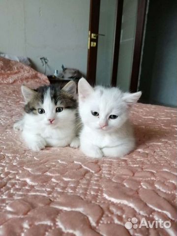 Котята домашние