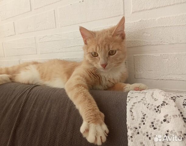 Кот. Котенок Янтарь ищет хозяев