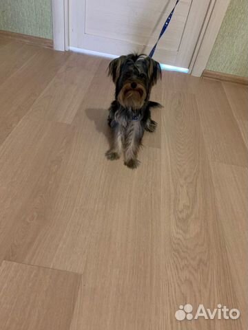 Йоркширский терьер