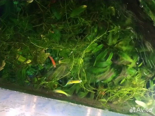 Аквариумные рыбки бесплатно