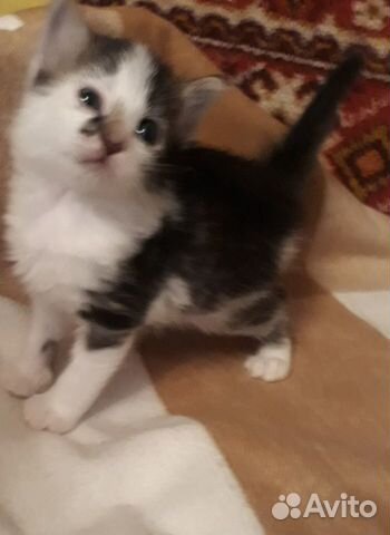 Котята в добрые руки. 3 мальчишки и девочка