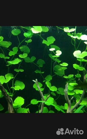 Гидрокотила белоголовая