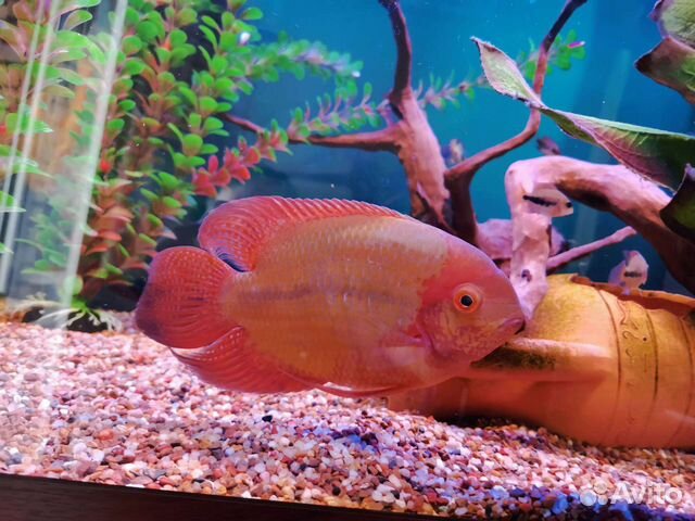 Цихлазома винная. Бражник