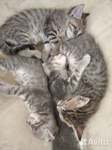 Котята британцы