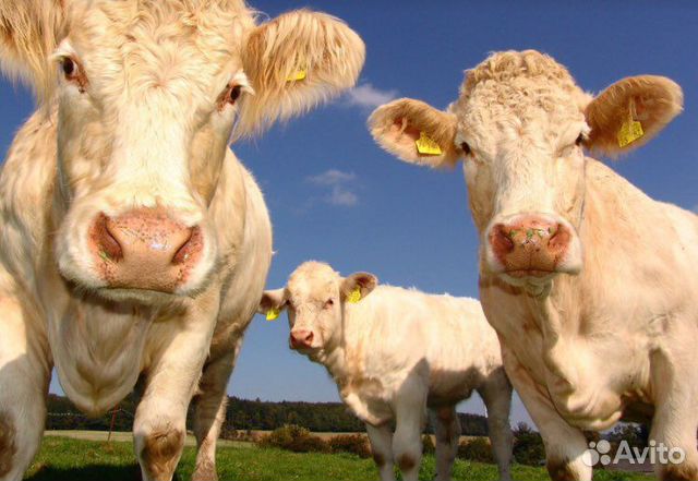 Продаю коровы с телятами