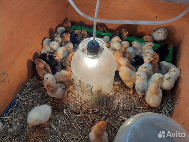 Циплята несушки