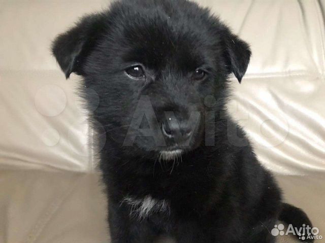 Щенок Атосик