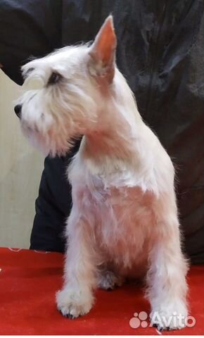 Цвергшнауцер Супер белая девочка