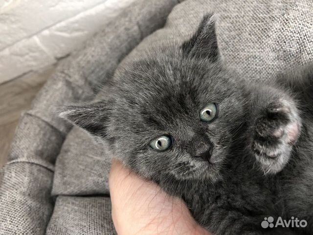 Котик шотланский