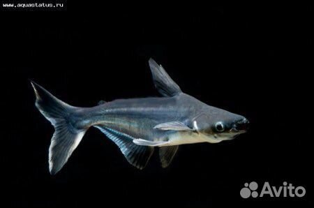 Пангасиус высокоплавичный