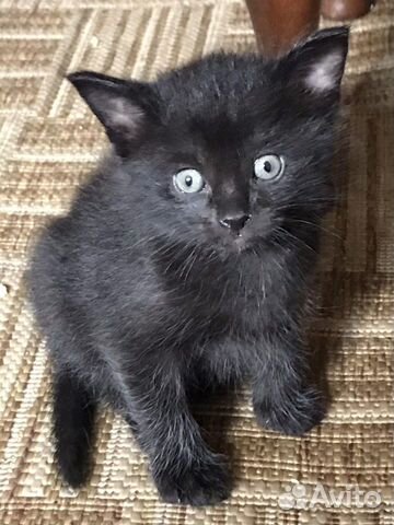 Котенок в добрые руки