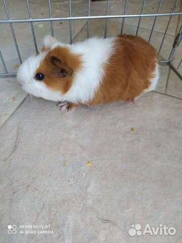 Малыши морских свинок метысы