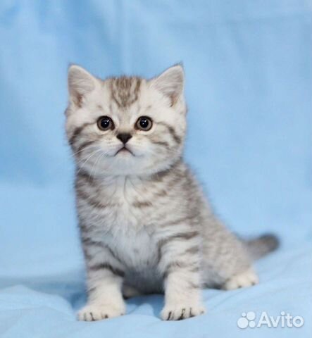 Шотландский мальчуган