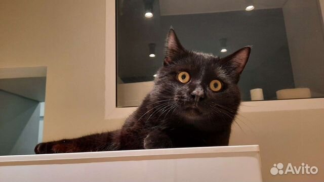 Кот мышелов Мартин