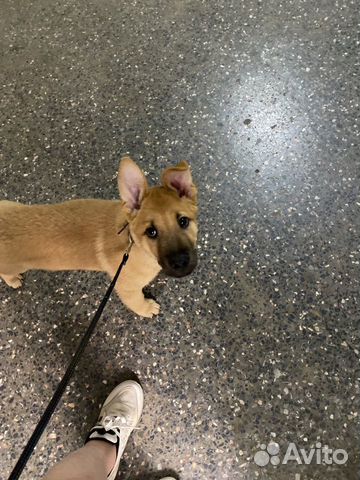 Щенок 3,5 месяца в добрые руки