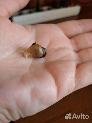 Улитки Ахатины