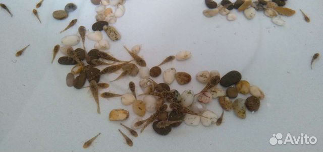 Мальки сомиков анциструсов