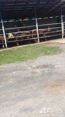 Бычки и быки на мясо