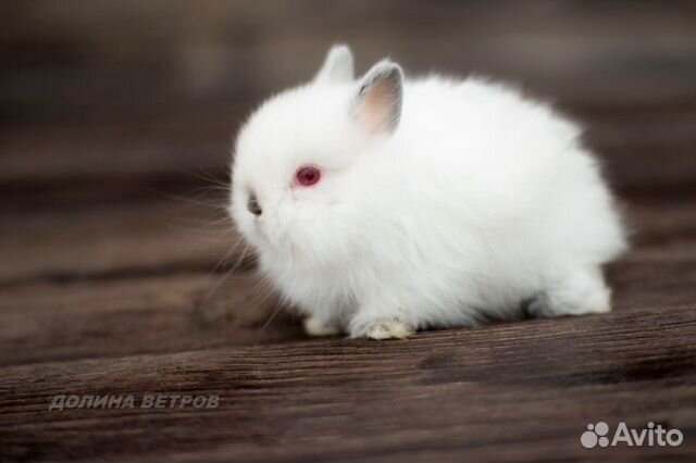 Лисий карликовый кролик с ладошку